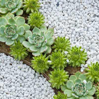 Perla – Perla Group, premier dans l'innovation